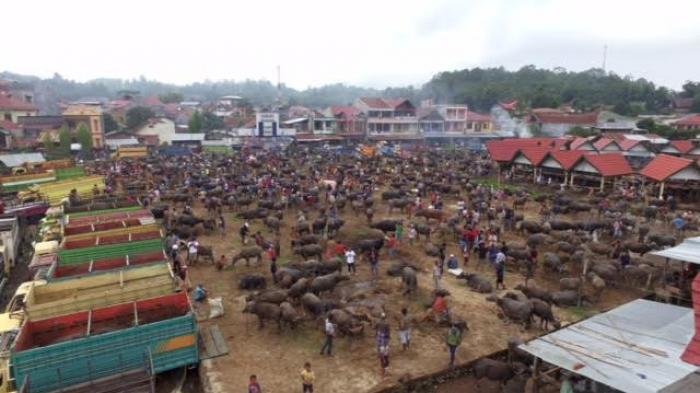 Suasana Pasar Hewan Bolu Toraja Utara dari Udara, Kerbau Rp 1 miliar ...