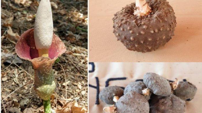 Cara Tanam Bunga Porang yang Mulai Diminati, Bunganya Cantik, Biji dan ...
