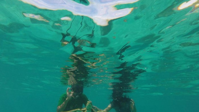 FOTO: Pelepasan Penyu yang Terserang Parasit di Pulau Kapoposang ...