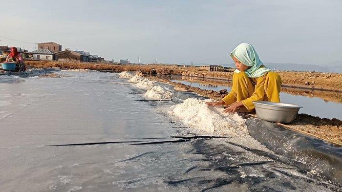 Musim Kemarau, Warga Bonto Bahari Maros Manfaatkan Tambak untuk ...