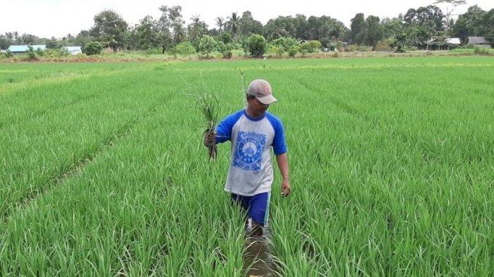 Tahan Kekeringan, Benih Inpara 2 Jadi Primadona Produksi Padi di Lahan ...