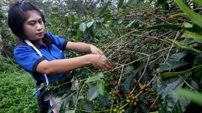 Wisata ke Perkebunan Kopi di Rantebua Toraja Utara - Tribun-timur.com