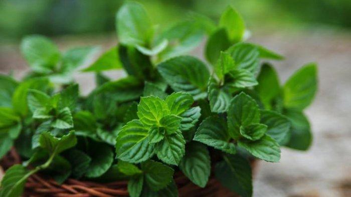 Tips Sukses Berkebun, Menanam Pohon Mint, Di Mana Belinya di Makassar ...