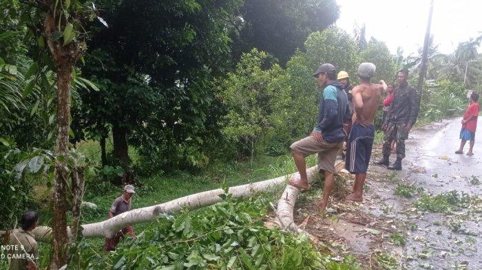Cuaca Ekstrem, Hujan Lebat Hingga Angin Kencang Tumbangkan Pohon di Sinjai - Tribun-timur.com