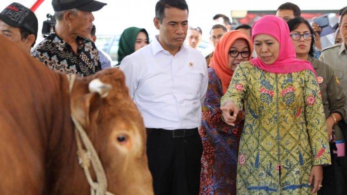Populasi Sapi Indonesia Meningkat 5 Juta Ekor - Tribun-timur.com