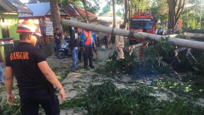 Pohon Tumbang Depan Kantor Kelurahan Tempe Wajo, Timpa Tiang Listrik dan Motor Pegawai - Tribun ...