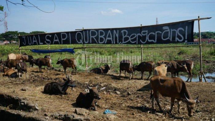 FOTO: Sapi Kurban Bergaransi di Antang - Tribun-timur.com