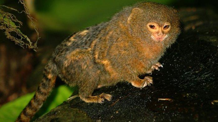 Mengenal Delapan Hewan Terkecil di Dunia - Tribun-timur.com