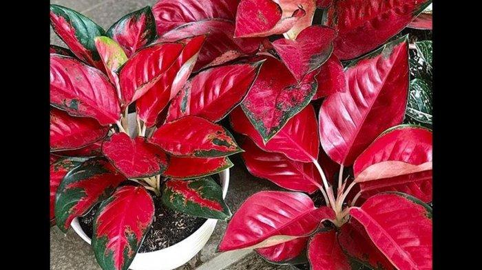 Catat! Begini Cara Mengembangbiakkan Tanaman Hias Aglonema - Halaman ...