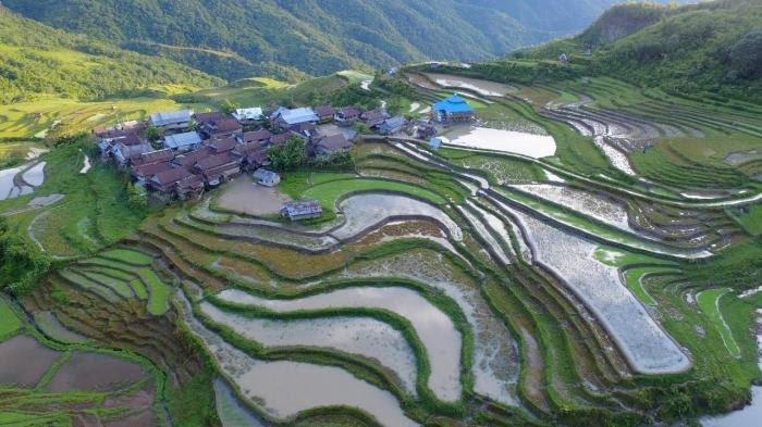 Kecamatan Seko, Rampi, dan Rongkong Penopang Padi Luwu Utara - Tribun ...