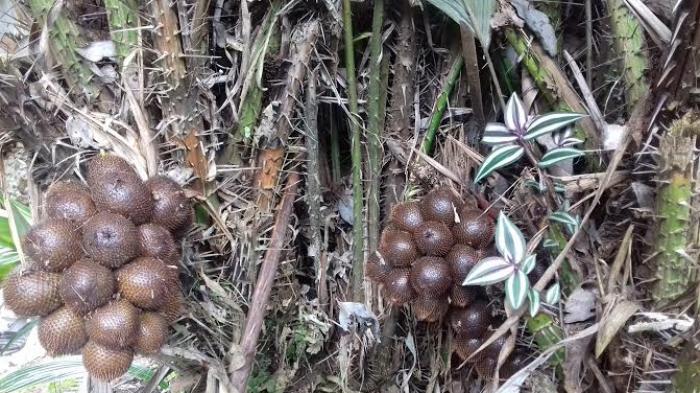 Manisnya Buah Salak Tompobulu Pangkep - Tribun-timur.com