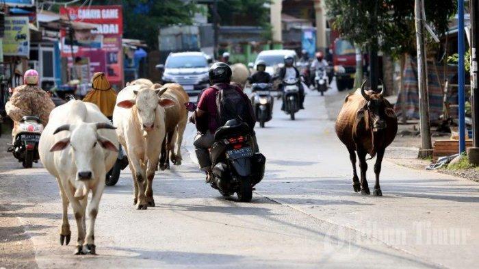FOTO: Sapi Antang Masih Mengganggu Pengguna Jalan - Tribun-timur.com