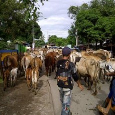 PKS Sulsel Sumbang 459 Hewan Kurban, 435 Ekor Sapi - Tribun-timur.com