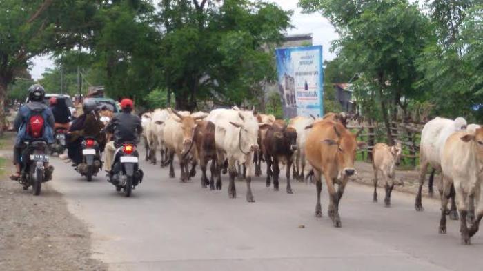 Ini Alasan Sapi Bebas Berkeliaran di TPA Antang - Tribun-timur.com
