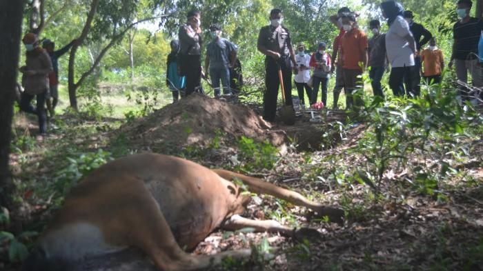Beginilah Pemusnahan Sapi yang Mati karena Anthrax di Pinrang - Tribun ...