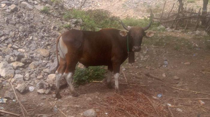 Jelang Idul Adha 2023, Ketersediaan Sapi Potong Bima Siap Penuhi Pasar ...