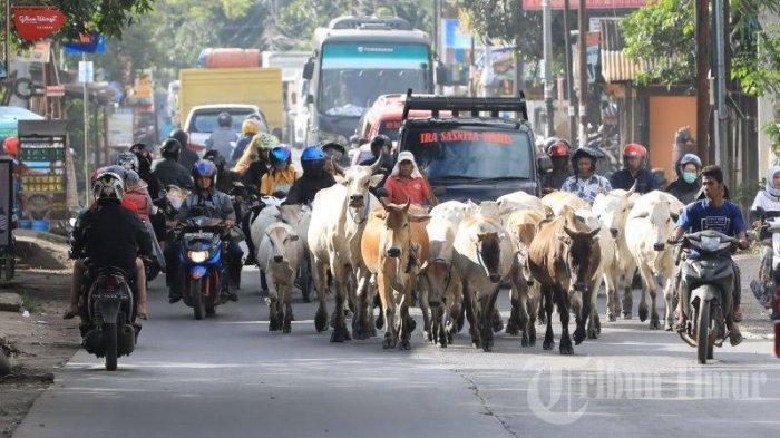 FOTO: Kala Sapi Pulang ke Kandang Lewat Jalan Poros Antang-Gowa ...