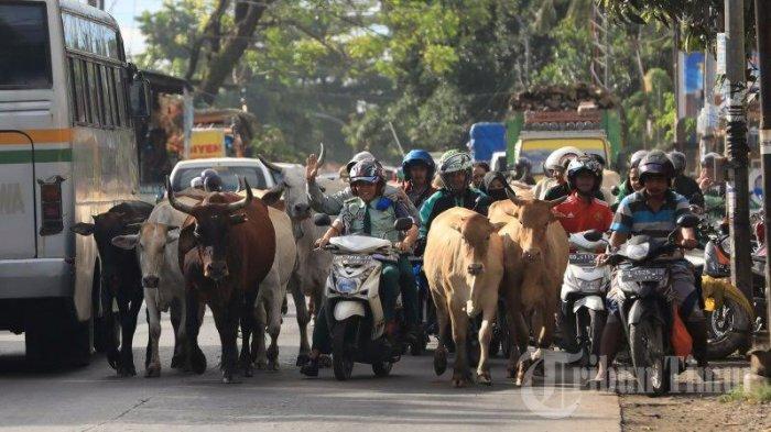 FOTO: Kala Sapi Pulang ke Kandang Lewat Jalan Poros Antang-Gowa ...