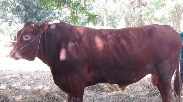 VIDEO: Sapi Kurban Dijual Mulai Rp 9 Jutaan di Samping UIN Samata ...