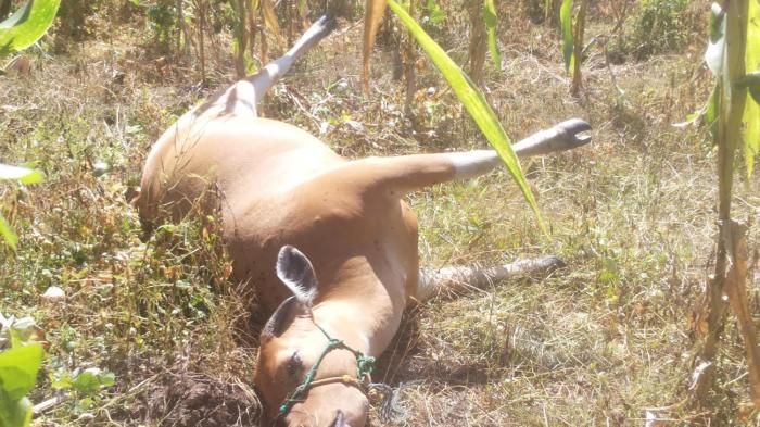 VIDEO: Sapi Mati Mendadak Kembali Terjadi di Pinrang - Tribun-timur.com