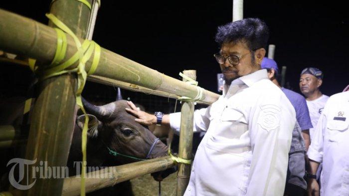 Mentan Syahrul Yasin Limpo Pastikan Ketersediaan Sapi Kurban di Sulsel - Tribun-timur.com