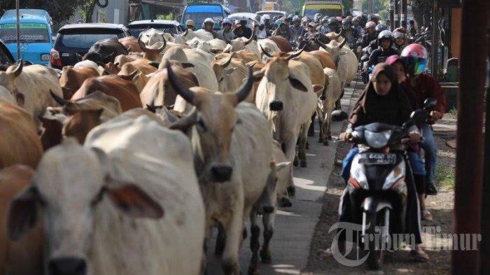 FOTO: Kala Sapi Pulang ke Kandang Lewat Jalan Poros Antang-Gowa ...