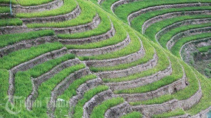 FOTO-FOTO: Indahnya Pemandangan sawah di Desa Rinding Allo, Kecamatan ...
