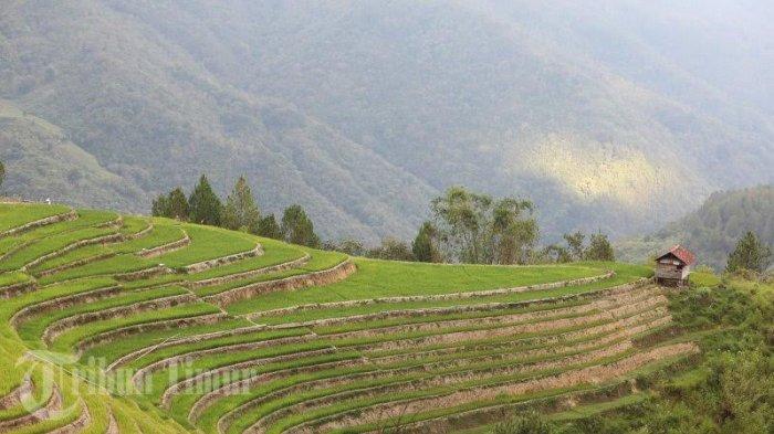 FOTO-FOTO: Indahnya Pemandangan sawah di Desa Rinding Allo, Kecamatan ...