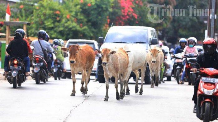 FOTO: Sapi Antang Kian Macetkan Jalan - Tribun-timur.com