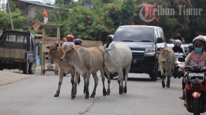 FOTO: Sapi Antang Kian Macetkan Jalan - Tribun-timur.com