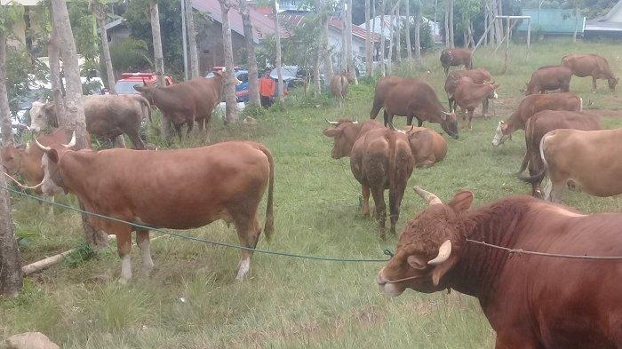 Tahun Ini, Tak Ada Sapi dari NTB dan NTT di Sinjai - Tribun-timur.com
