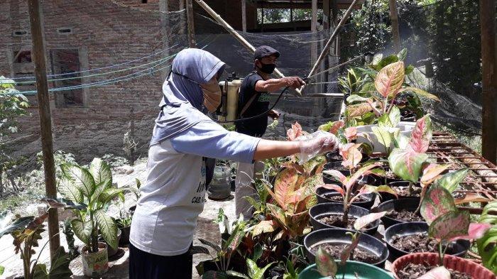 Sri Perempuan Tani Asal Salassae Budidaya Bunga Hingga Raup Belasan ...