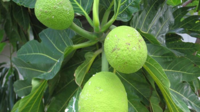 Ini Bagian Tanaman Sukun yang Memiliki Khasiat untuk Kesehatan - Tribun ...