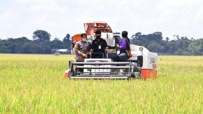 SYL Panen Raya di Maros, Serap Gabah Bulog Kini Capai 31 Ribu Ton - Tribun-timur.com