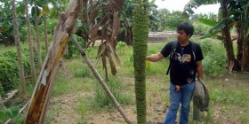 Tandan Pisang 2,5 Meter, Buahnya Ratusan - Tribun-timur.com