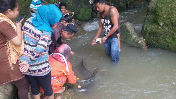 VIDEO: Ada Ikan Masapi Pandai Makan Telur di Bejo Sinjai - Tribun-timur.com