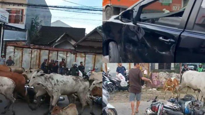 Viral Sapi Seruduk Motor dan Mobil di Antang Makassar - Tribun-timur.com
