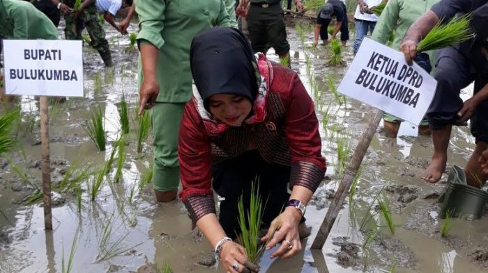 Kelompok Tani Paggantengan Bulukumba Tanam Perdana di Sawah Baru - Tribun-timur.com