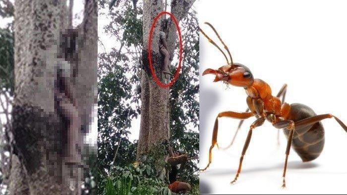 Terjadi di Aceh Pria Tewas Setelah Digigit Semut Merah, Ternyata Ini ...