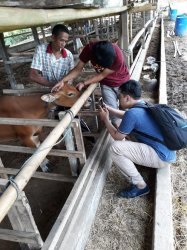 Kreatif, Mahasiswa Peternakan Unhas Bikin Alat Pengidentifikasi Moncong ...