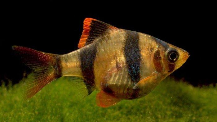 Mengenal Tiger Fish, Ikan yang Diburu karena Punya Harga Jual Tinggi ...