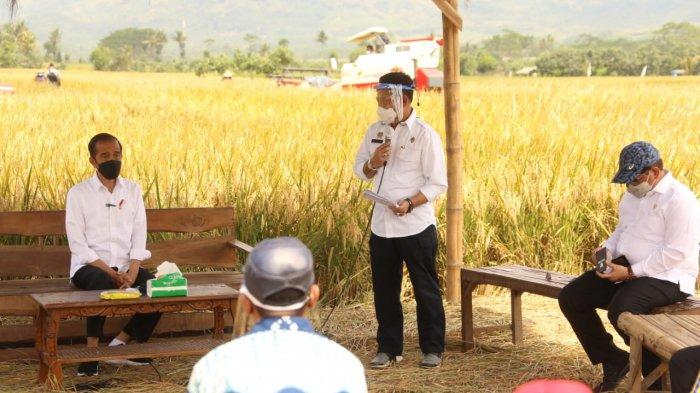 Tinjau Panen di Malang, Presiden Jokowi Buktikan Produksi Padi Memuaskan - Tribun-timur.com