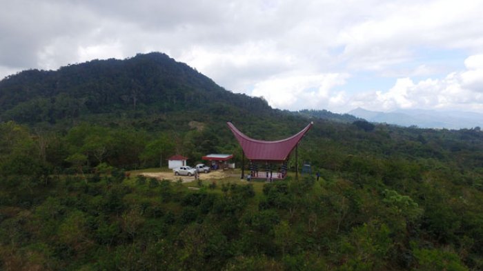 Wisata ke Perkebunan Kopi di Rantebua Toraja Utara - Tribun-timur.com