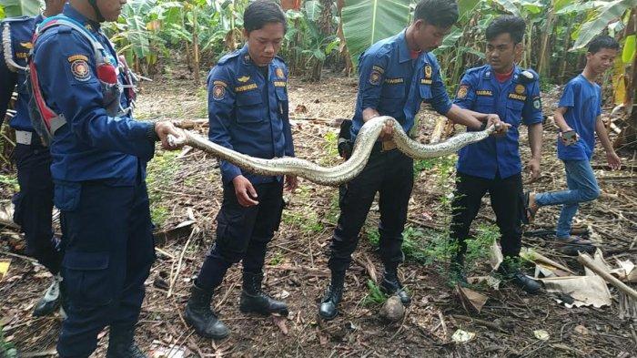 Tim Animal Rescue Damkar Maros Tangkap Ular Piton Sepanjang 2,5 Meter ...