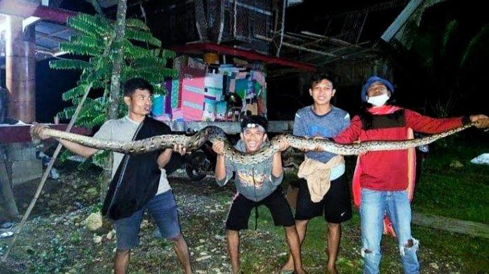 Warga Pa'gasingan Tana Toraja Tangkap Ular Piton 3 Meter - Tribun-timur.com