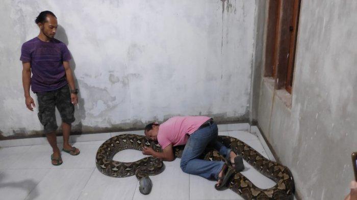 Cimahi Darurat Ular? Selama Musim Panas Satpol PP Temukan 73 Ekor Ular ...