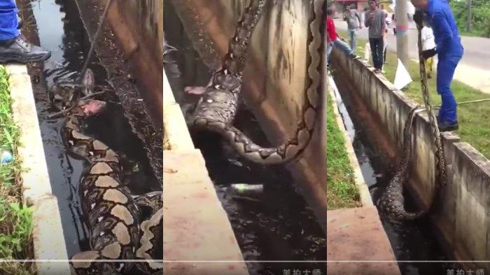 Viral Video Ular Makan PRT di Citraland Surabaya Ternyata Hoaks ...