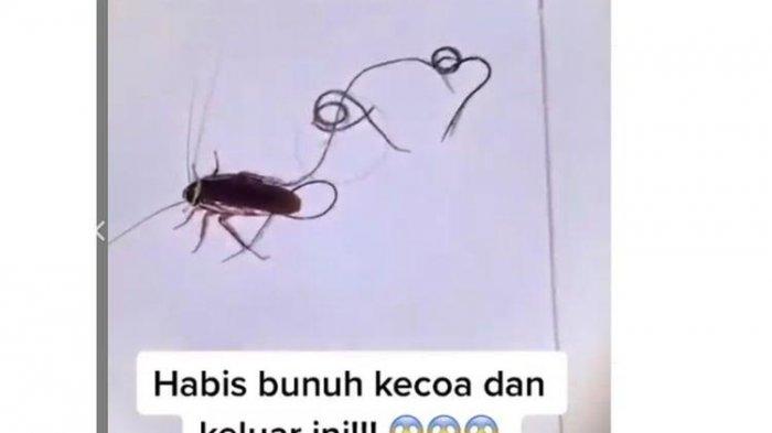 VIDEO: Viral Cacing Keluar dari Kecoa Mati, Ternyata Jenis Cacing ...