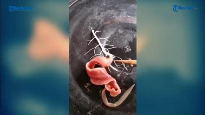 VIDEO: Hewan Seperti Cacing Keluarkan Cairan Akar, Ternyata Nemertea ...