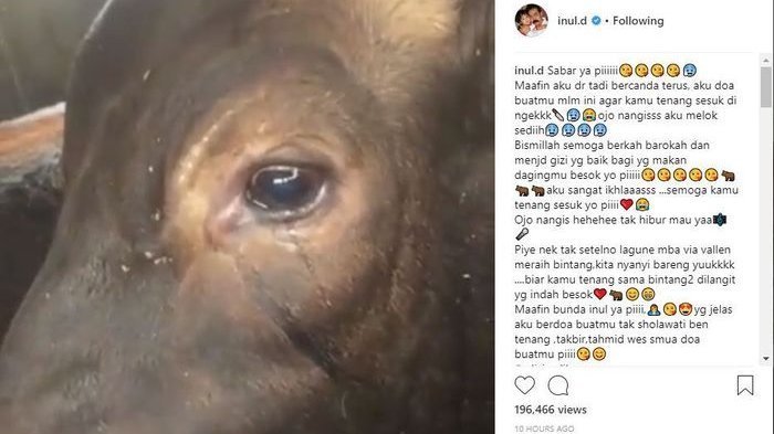 Viral Video Sapi Nangis Saat Disembelih, Benarkah Sapi Bisa Sedih? Ini ...